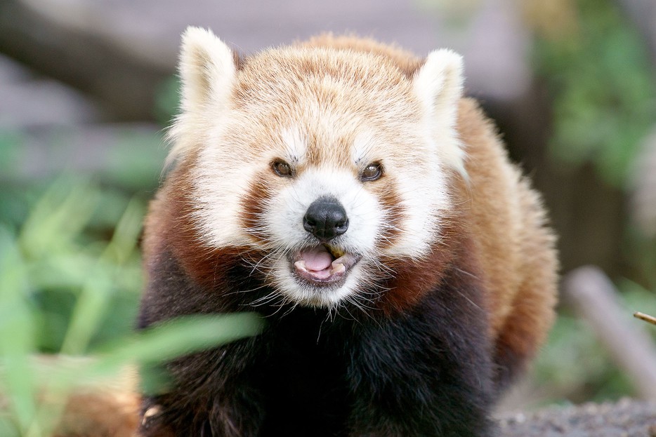 Roter Panda – Tiergarten Schönbrunn