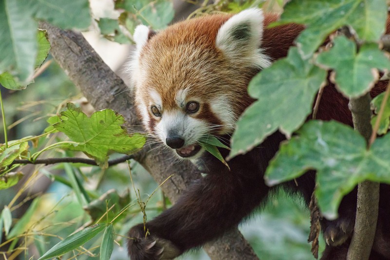 Roter Panda – Tiergarten Schönbrunn