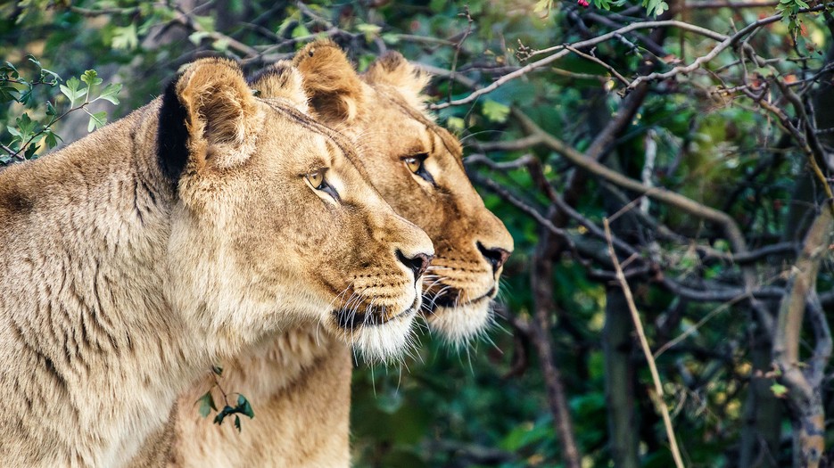 Löwe – Tiergarten Schönbrunn