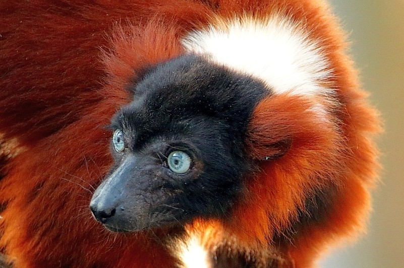 Roter Vari – Tiergarten Schönbrunn