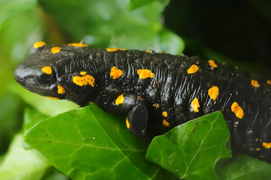 Feuersalamander – Tiergarten Schönbrunn