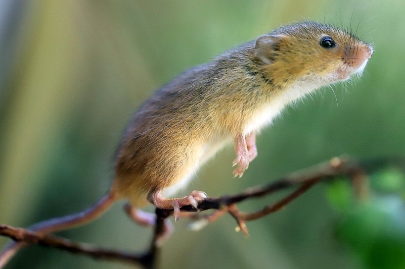 Eurasische Zwergmaus – Tiergarten Schönbrunn