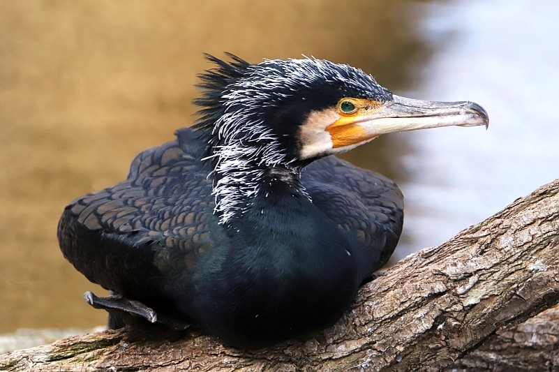 Kormoran – Tiergarten Schönbrunn
