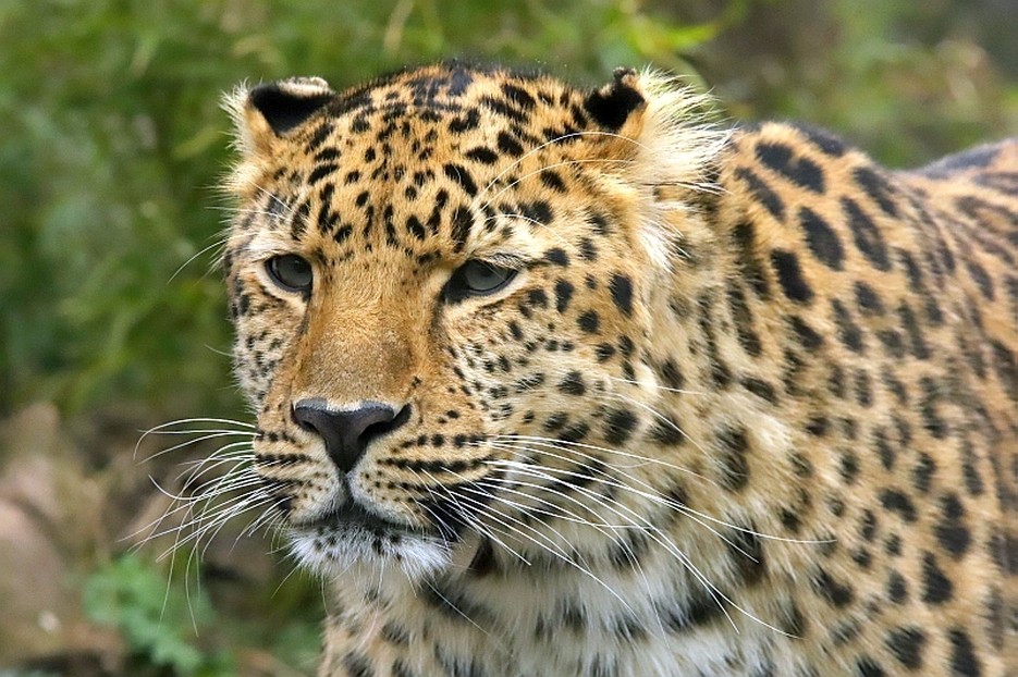 Amurleopard – Tiergarten Schönbrunn