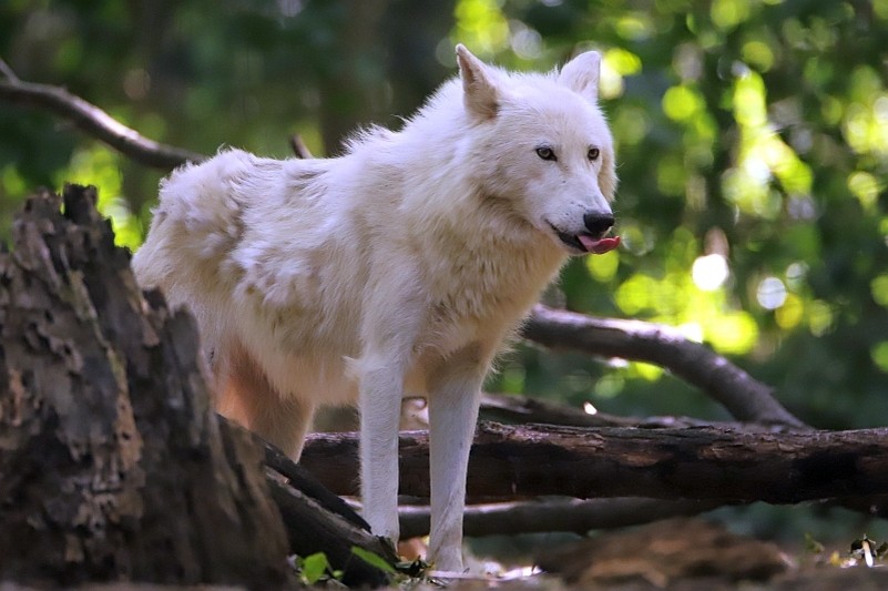 Homepage – Vienna Zoo