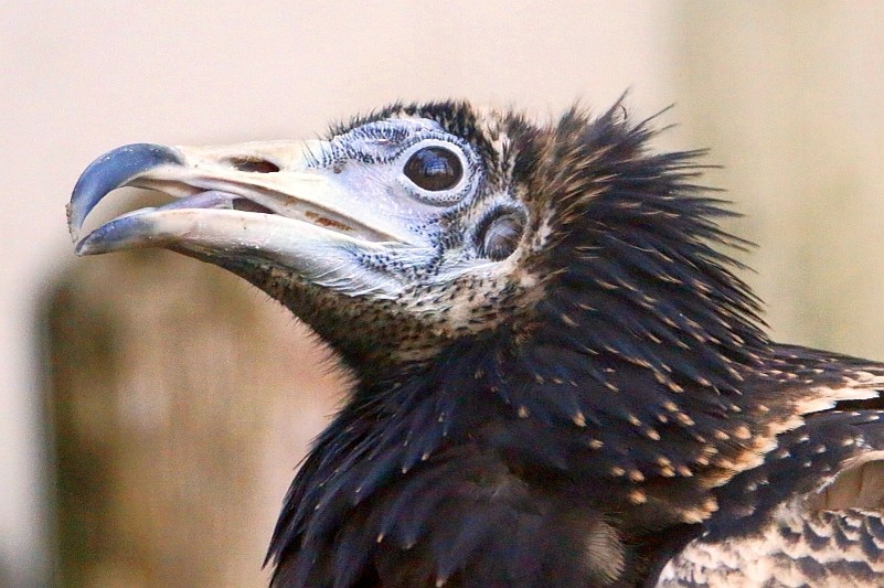 Schmutzgeier – Tiergarten Schönbrunn