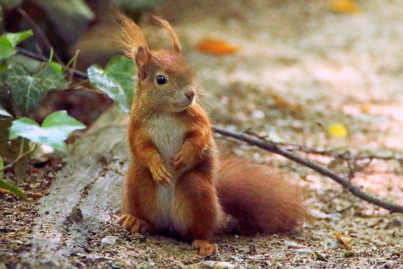 Eichkätzchen – Tiergarten Schönbrunn