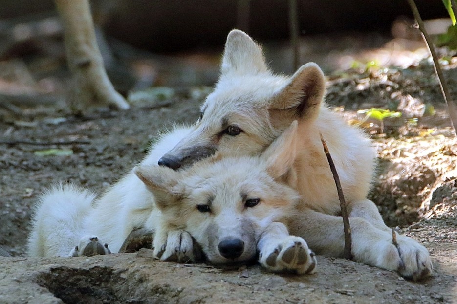 Homepage – Vienna Zoo