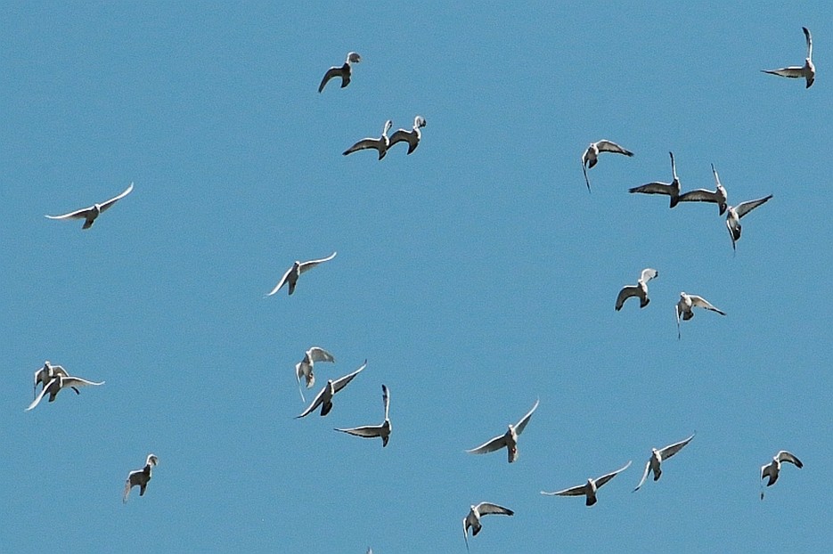 Wiener Hochflugtaube – Tiergarten Schönbrunn