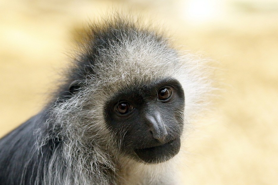 Bärenstummelaffe – Tiergarten Schönbrunn