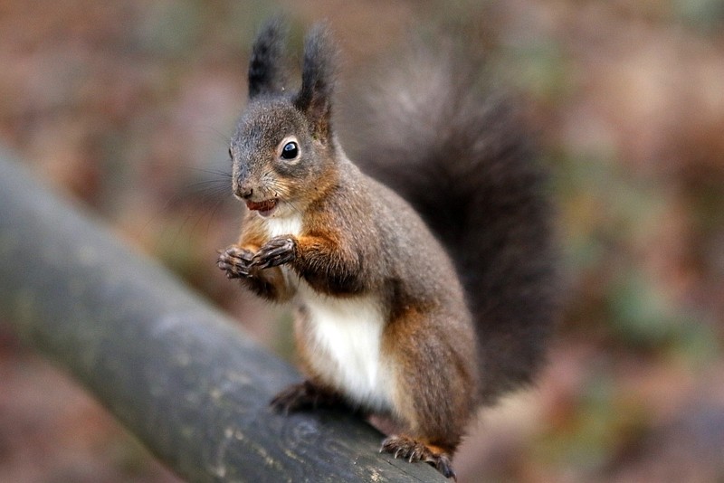 Eichkätzchen – Tiergarten Schönbrunn