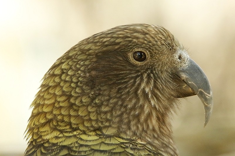 Kea – Tiergarten Schönbrunn