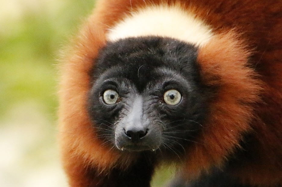 Roter Vari – Tiergarten Schönbrunn
