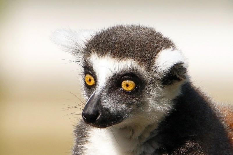 Katta – Tiergarten Schönbrunn
