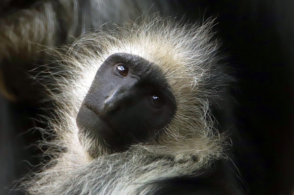 Bärenstummelaffe – Tiergarten Schönbrunn