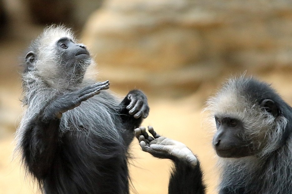 Bärenstummelaffe – Tiergarten Schönbrunn