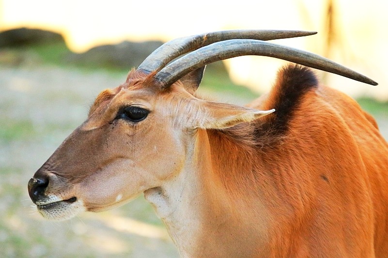 Elenantilope – Tiergarten Schönbrunn