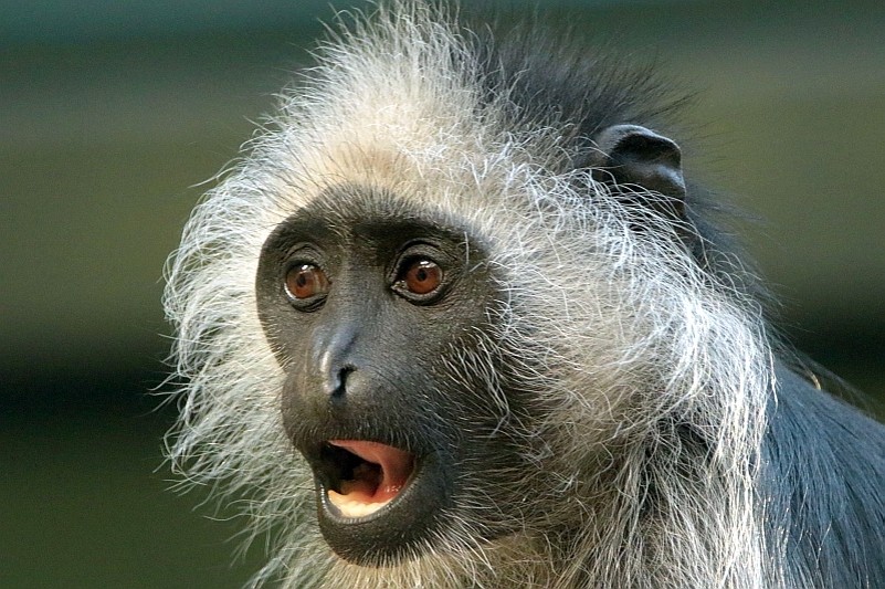 Bärenstummelaffe – Tiergarten Schönbrunn