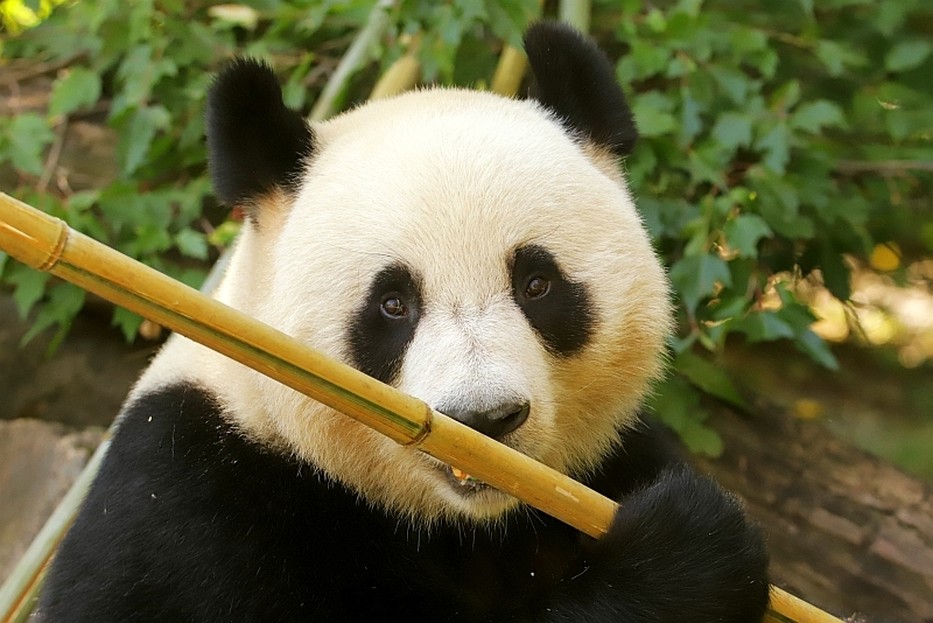 Homepage – Vienna Zoo