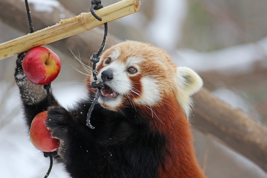 Roter Panda – Tiergarten Schönbrunn