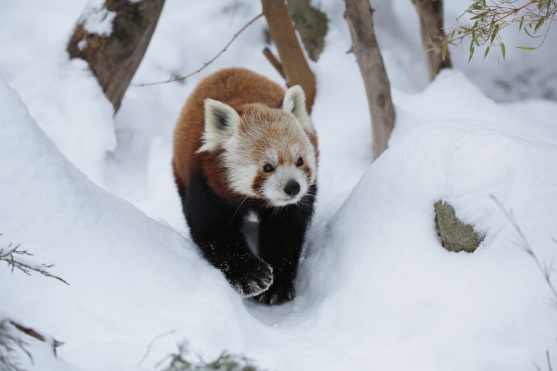 Roter Panda – Tiergarten Schönbrunn
