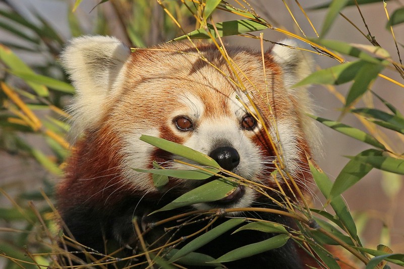 Roter Panda – Tiergarten Schönbrunn