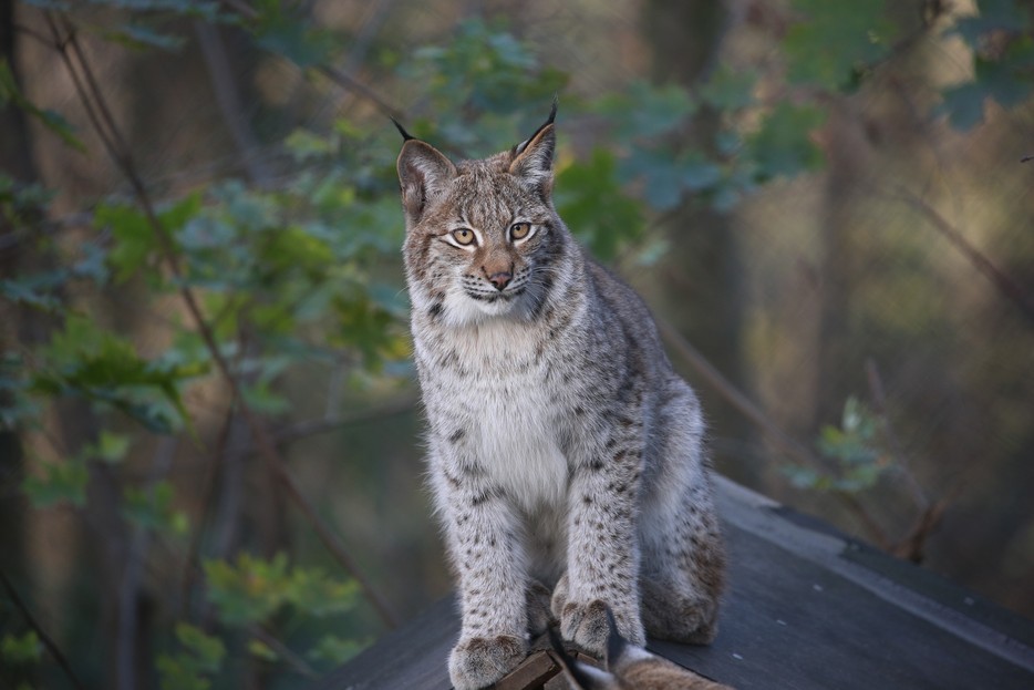 Eurasischer Luchs – Tiergarten Schönbrunn
