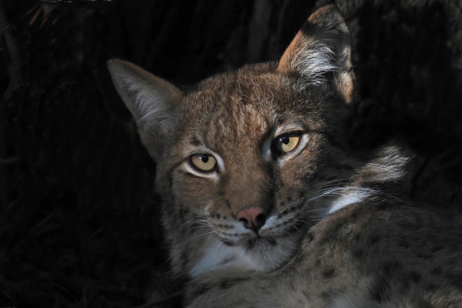 Eurasischer Luchs – Tiergarten Schönbrunn