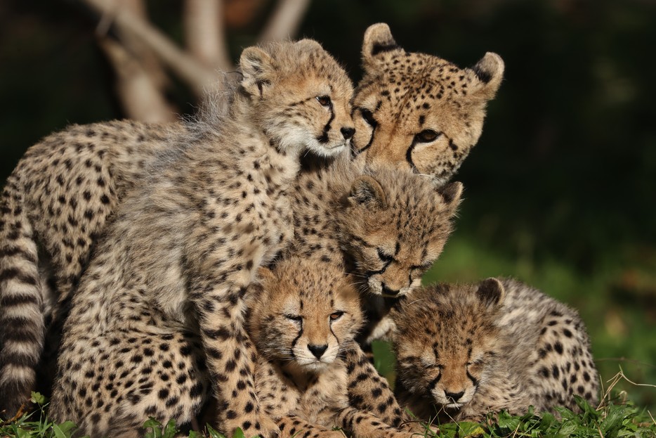Gepard – Tiergarten Schönbrunn