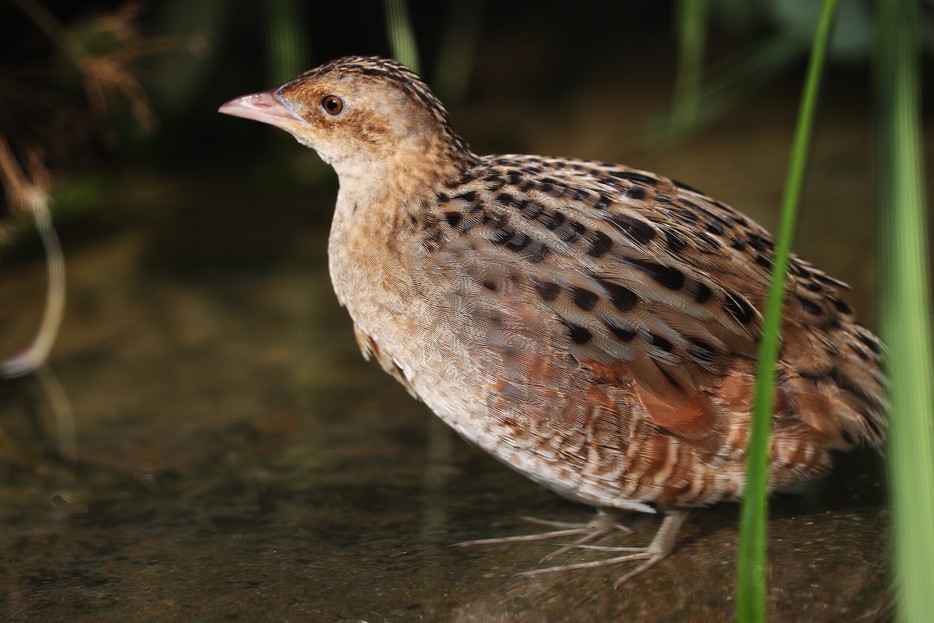 Corncrake species protection project – Vienna Zoo