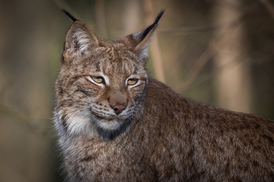 Eurasischer Luchs – Tiergarten Schönbrunn