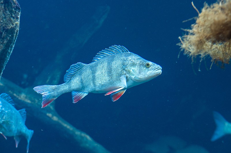 Flussbarsch – Tiergarten Schönbrunn
