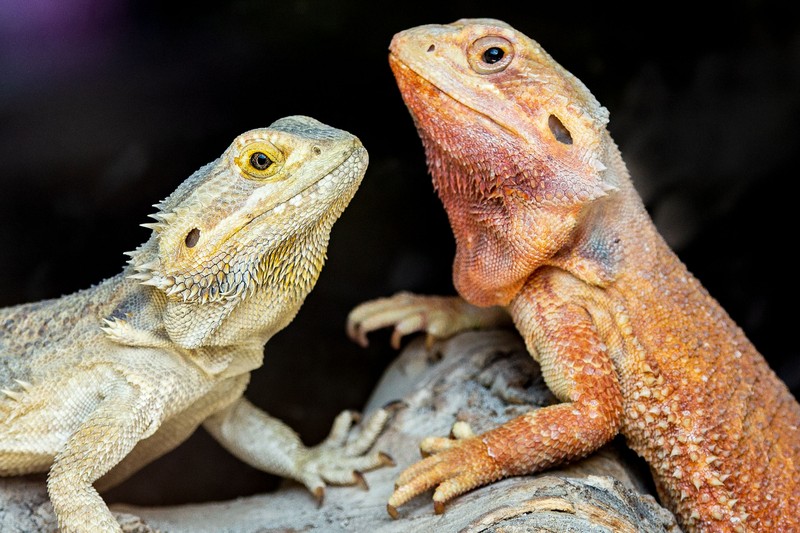 Bartagame – Tiergarten Schönbrunn