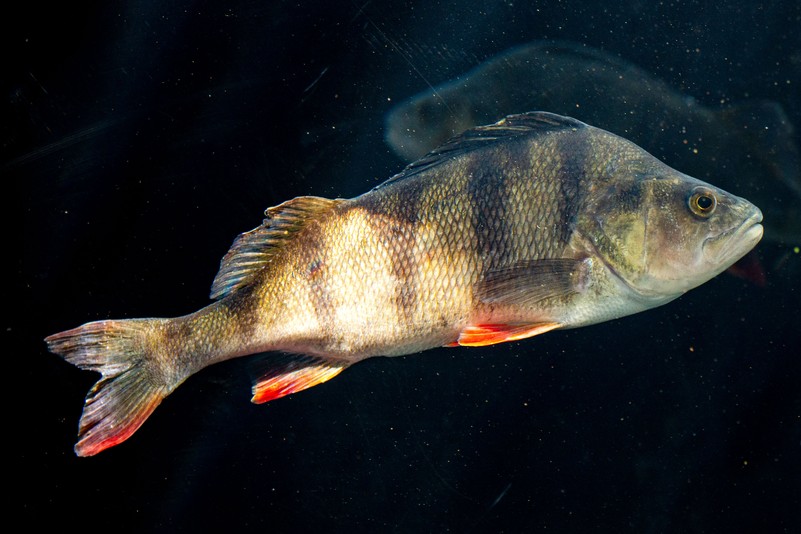 Flussbarsch – Tiergarten Schönbrunn