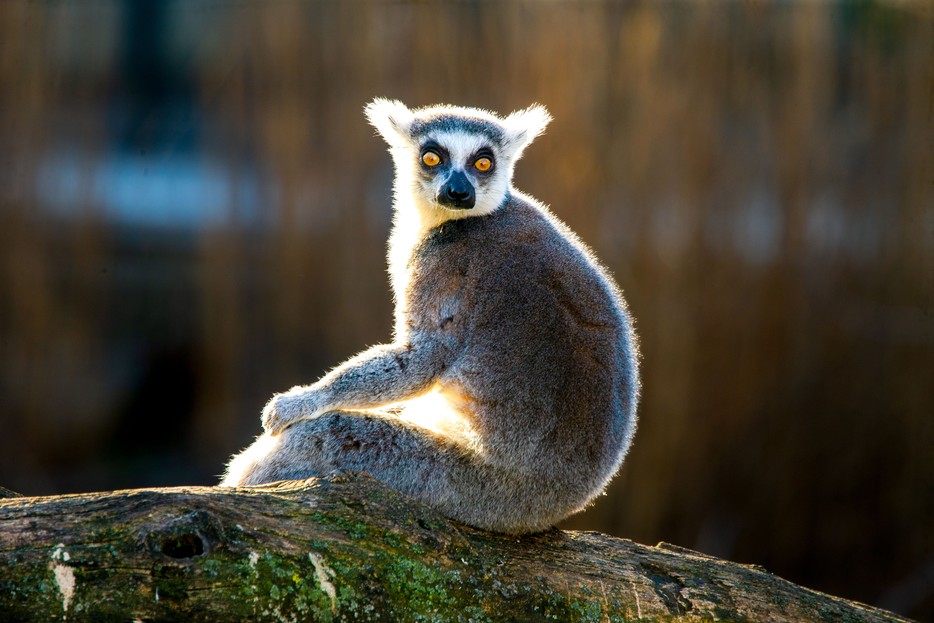 Katta – Tiergarten Schönbrunn