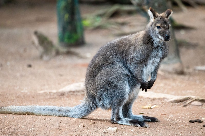 Bennettkänguru – Tiergarten Schönbrunn