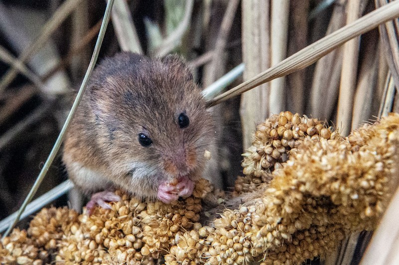 Eurasische Zwergmaus – Tiergarten Schönbrunn