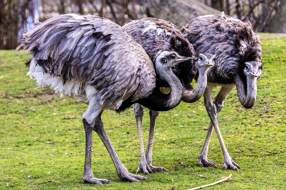 Nandu – Tiergarten Schönbrunn