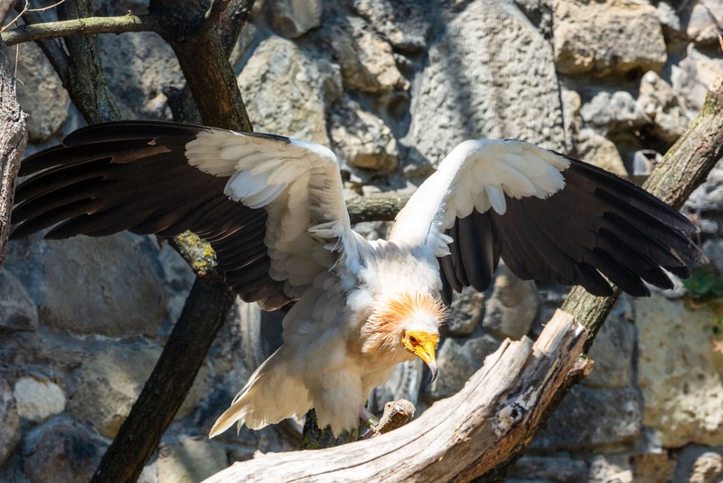 Schmutzgeier – Tiergarten Schönbrunn