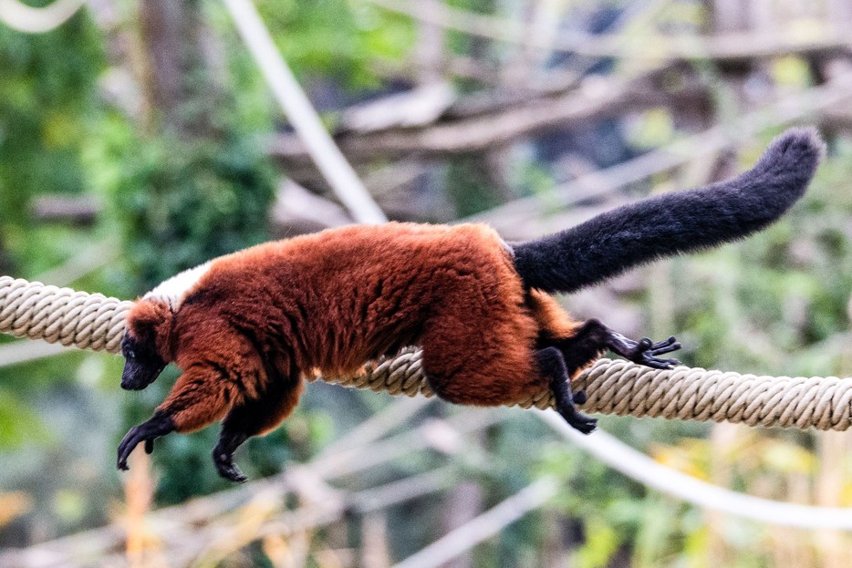 Roter Vari – Tiergarten Schönbrunn