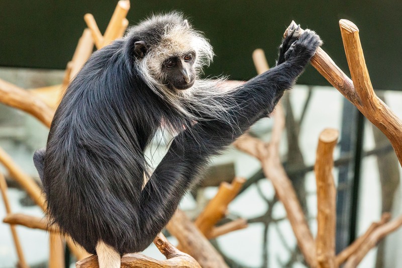 Bärenstummelaffe – Tiergarten Schönbrunn