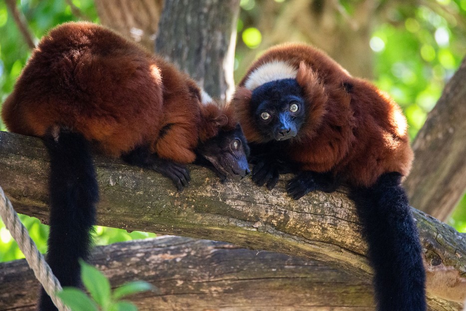 Roter Vari – Tiergarten Schönbrunn