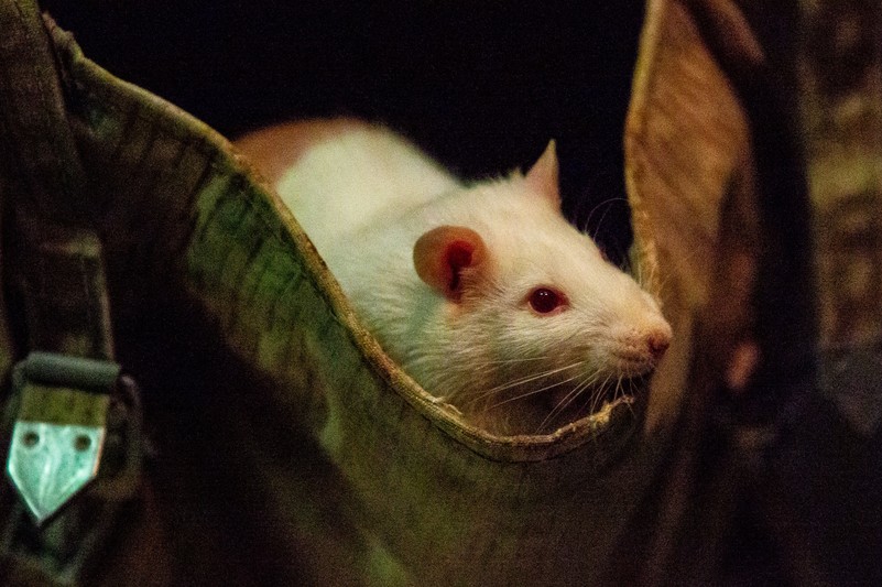 Farbratte – Tiergarten Schönbrunn