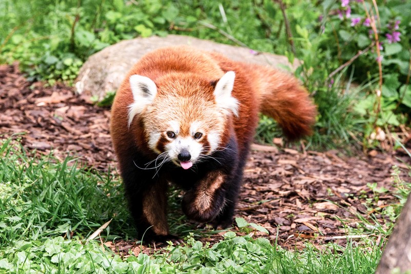 Roter Panda – Tiergarten Schönbrunn