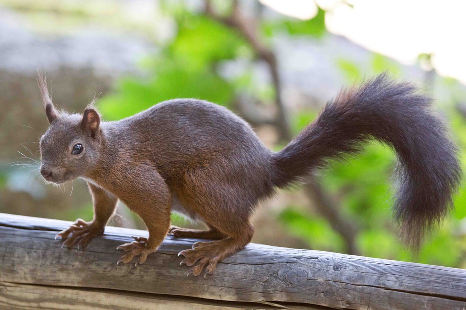 Eichkätzchen – Tiergarten Schönbrunn