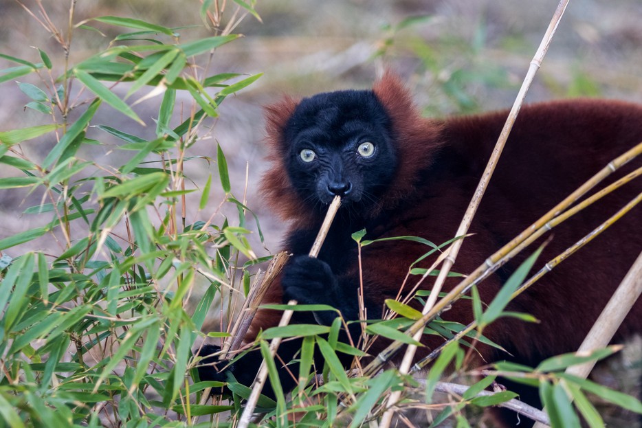 Roter Vari – Tiergarten Schönbrunn