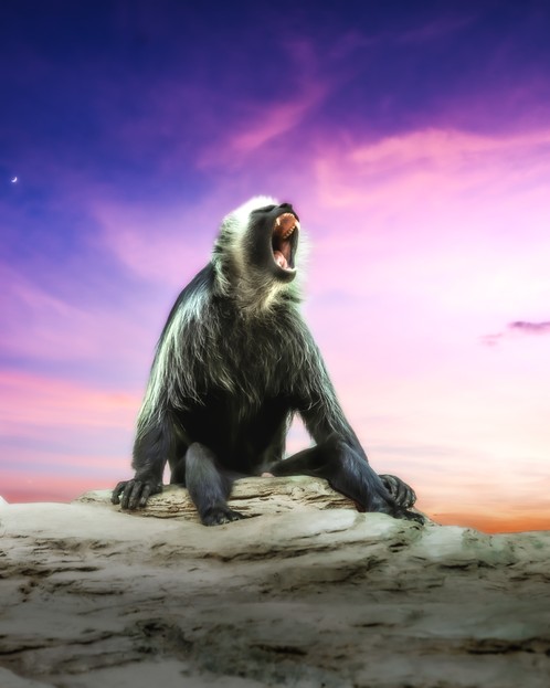 Jeremy Jermann – Tiergarten Schönbrunn