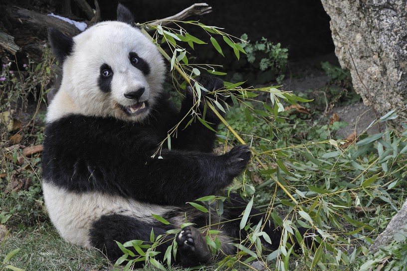 Foto: Josef Gelernter Photography , 6. November 2012