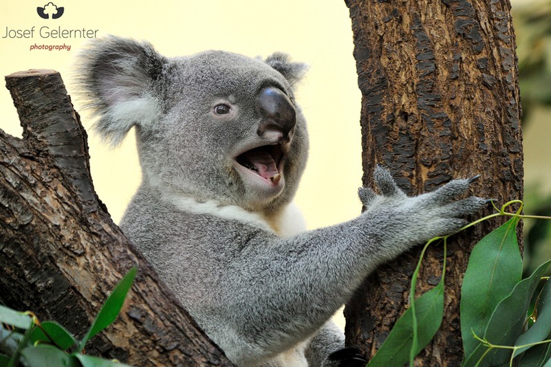 Koala – Tiergarten Schönbrunn