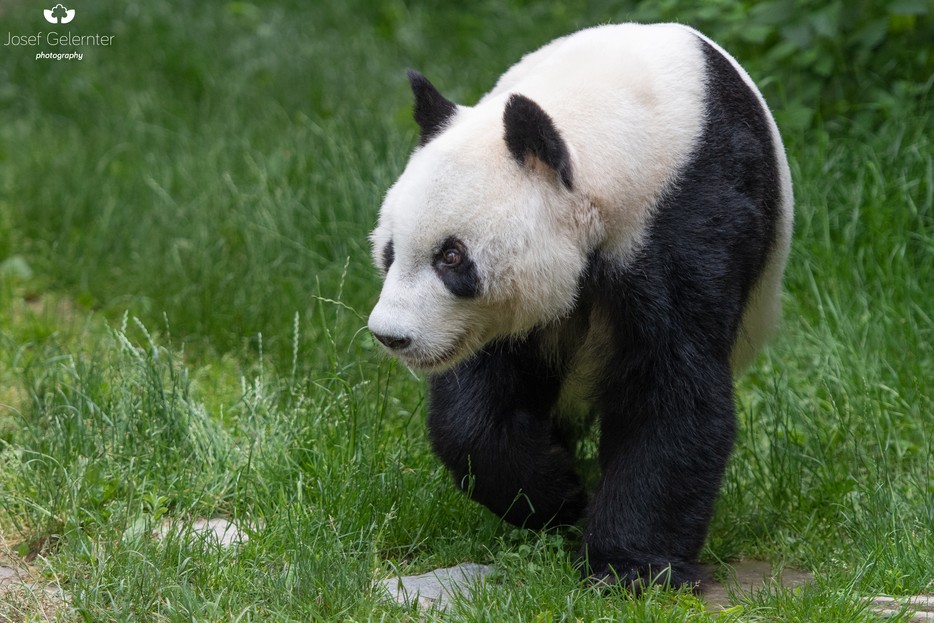 Großer Panda – Tiergarten Schönbrunn